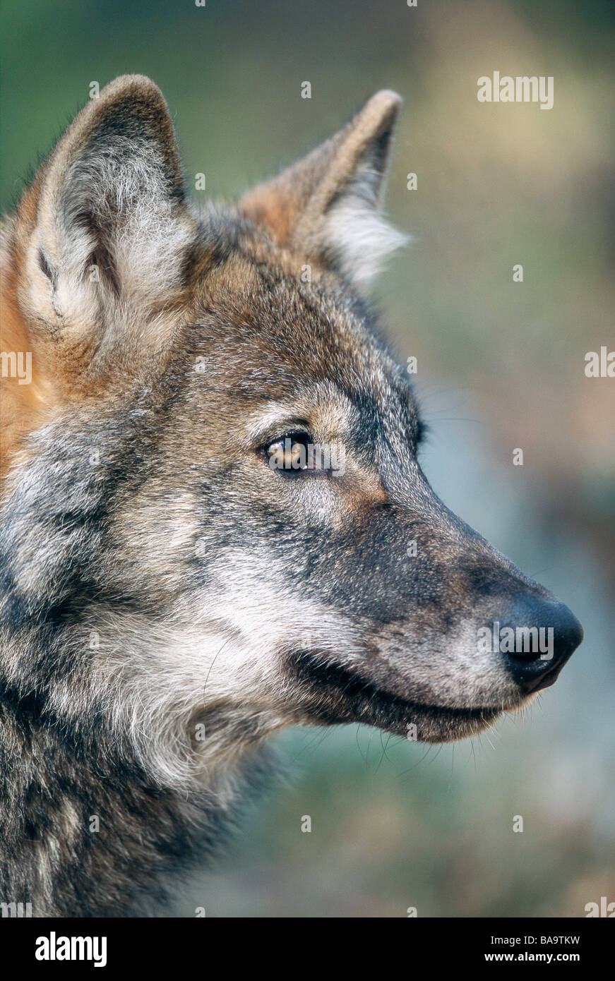 A wolf at a zoo Kolmarden Sweden Stock Photo - Alamy
