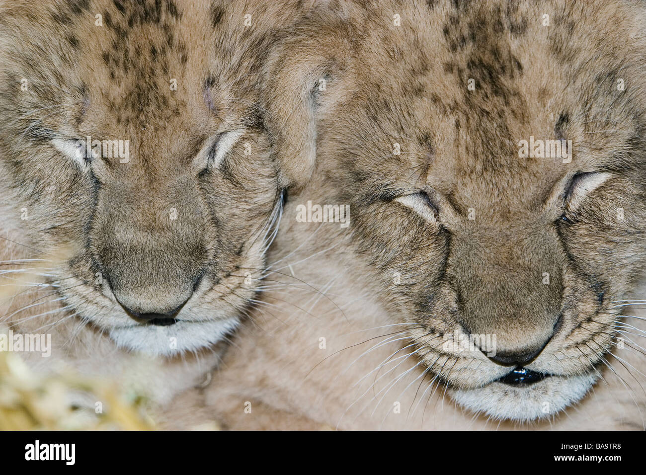 Two lions heads hi-res stock photography and images - Alamy