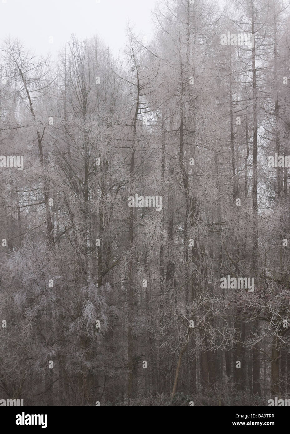 Trees covered in frost Stock Photo - Alamy