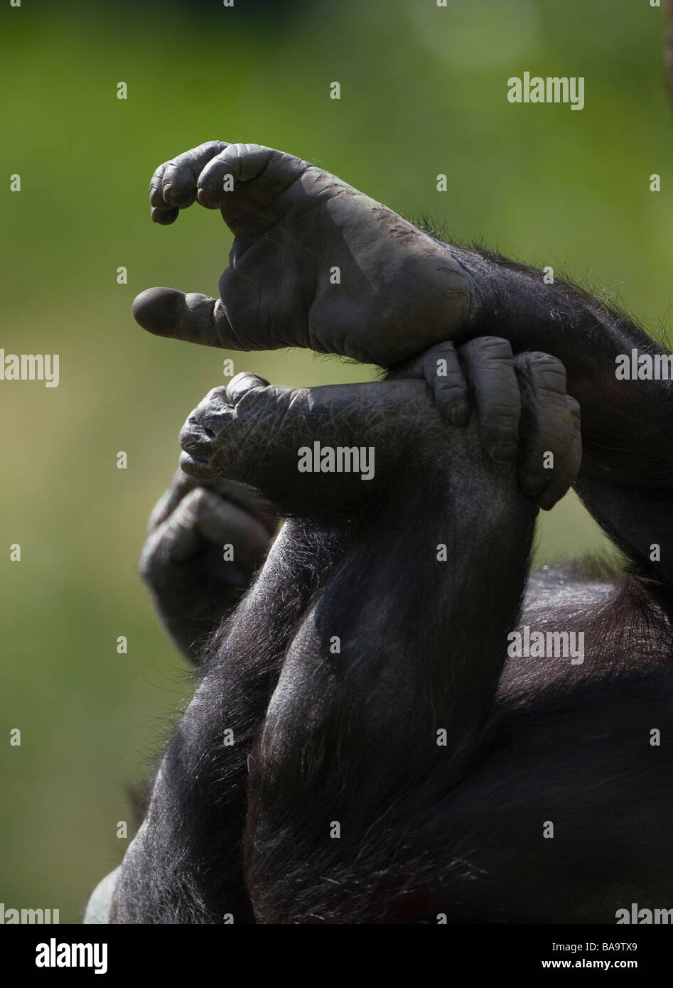 Chimpanzee feet hi-res stock photography and images - Alamy