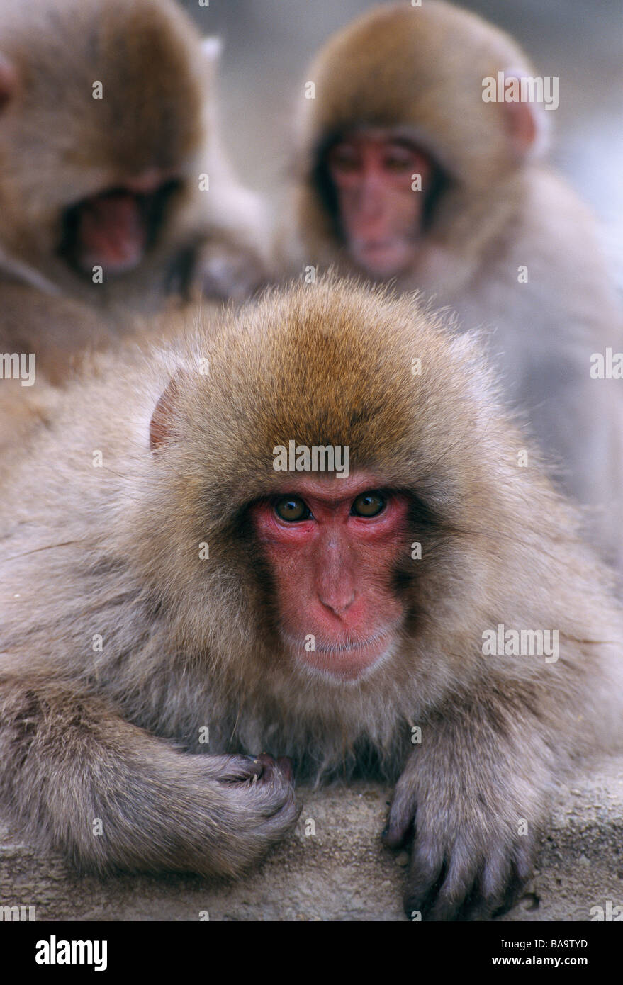 Japanese Macaques Japan Stock Photo - Alamy