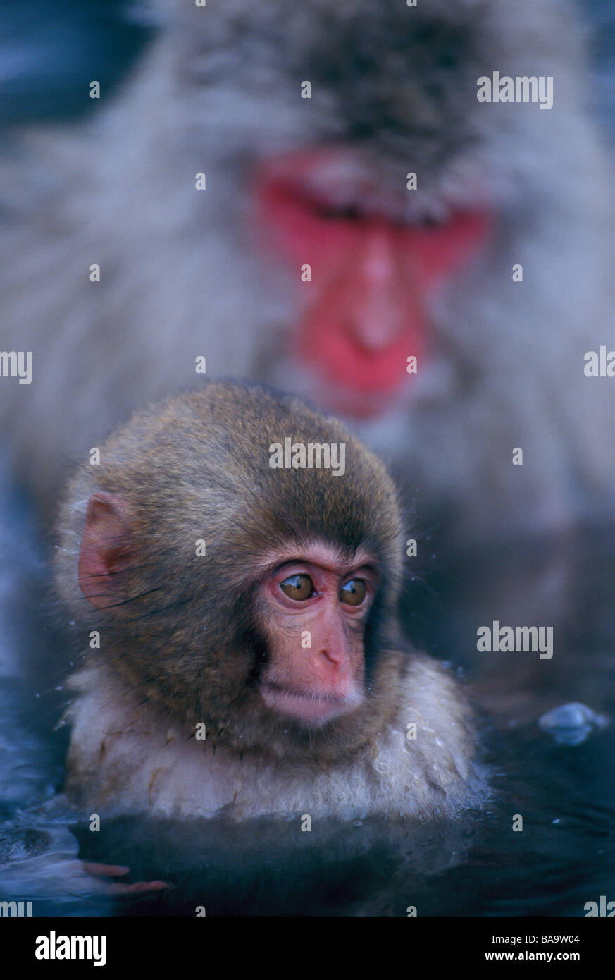 Two japanese macaque macaca fuscata young animals by the water hi-res ...