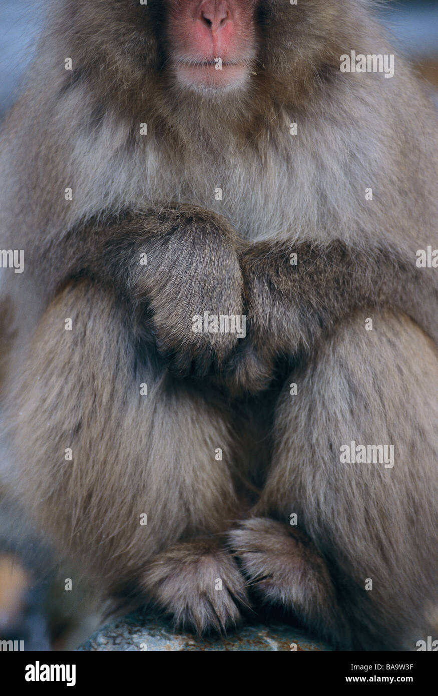 Japanese Macaques Japan Stock Photo - Alamy
