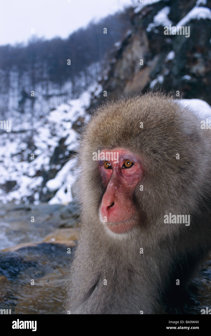 Japanese Macaque Japan Stock Photo - Alamy