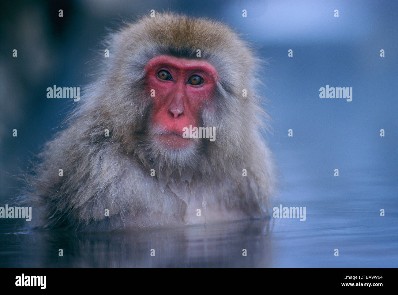 Japanese Macaque Japan Stock Photo - Alamy