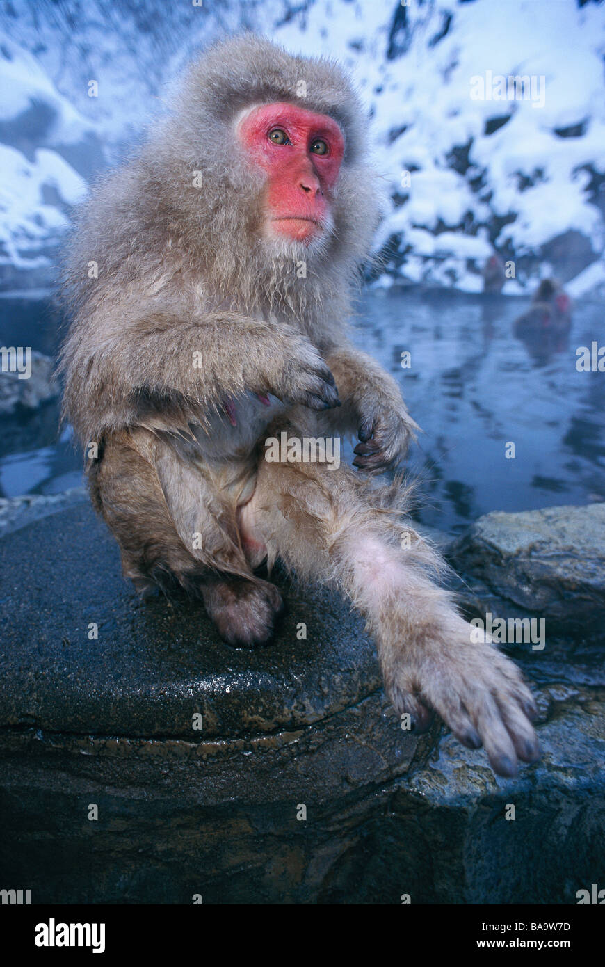 Japanese Macaque Japan Stock Photo - Alamy