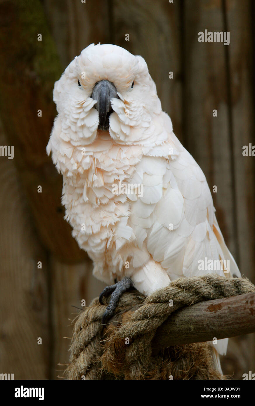 Moluccan Cockatoo, Cacatua moluccensis, aka Salmon-crested Cockatoo ...