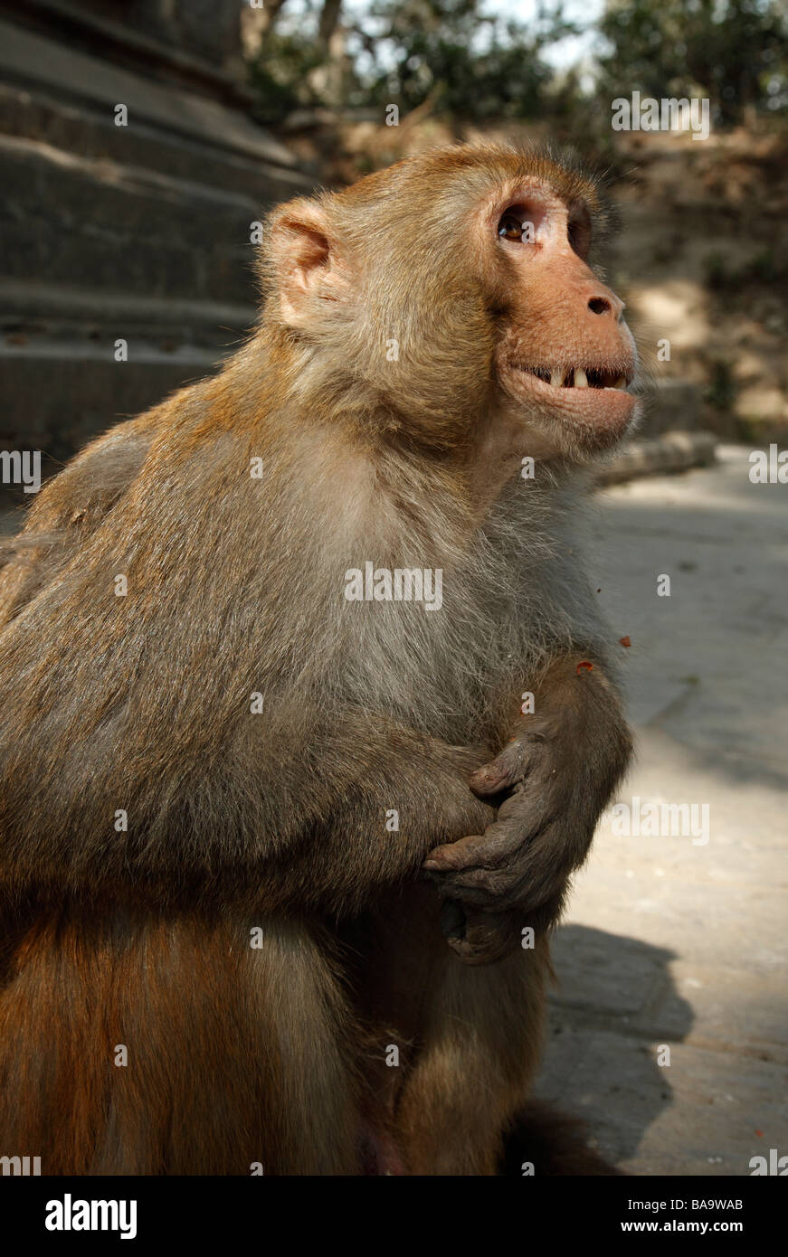 A large male macaque monkey waits patiently for nuts from tourists at ...