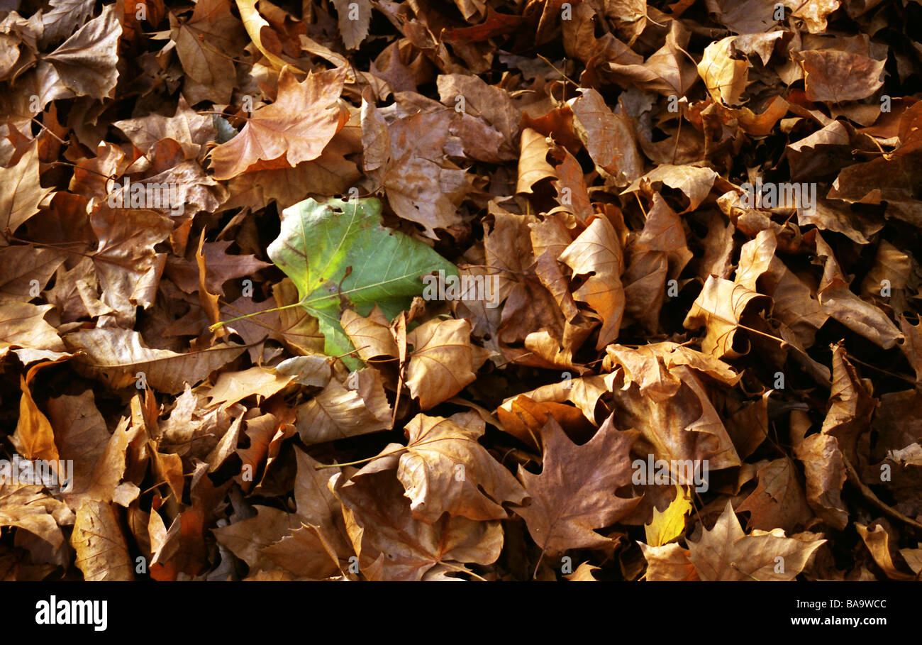 Odd leaf hi-res stock photography and images - Alamy