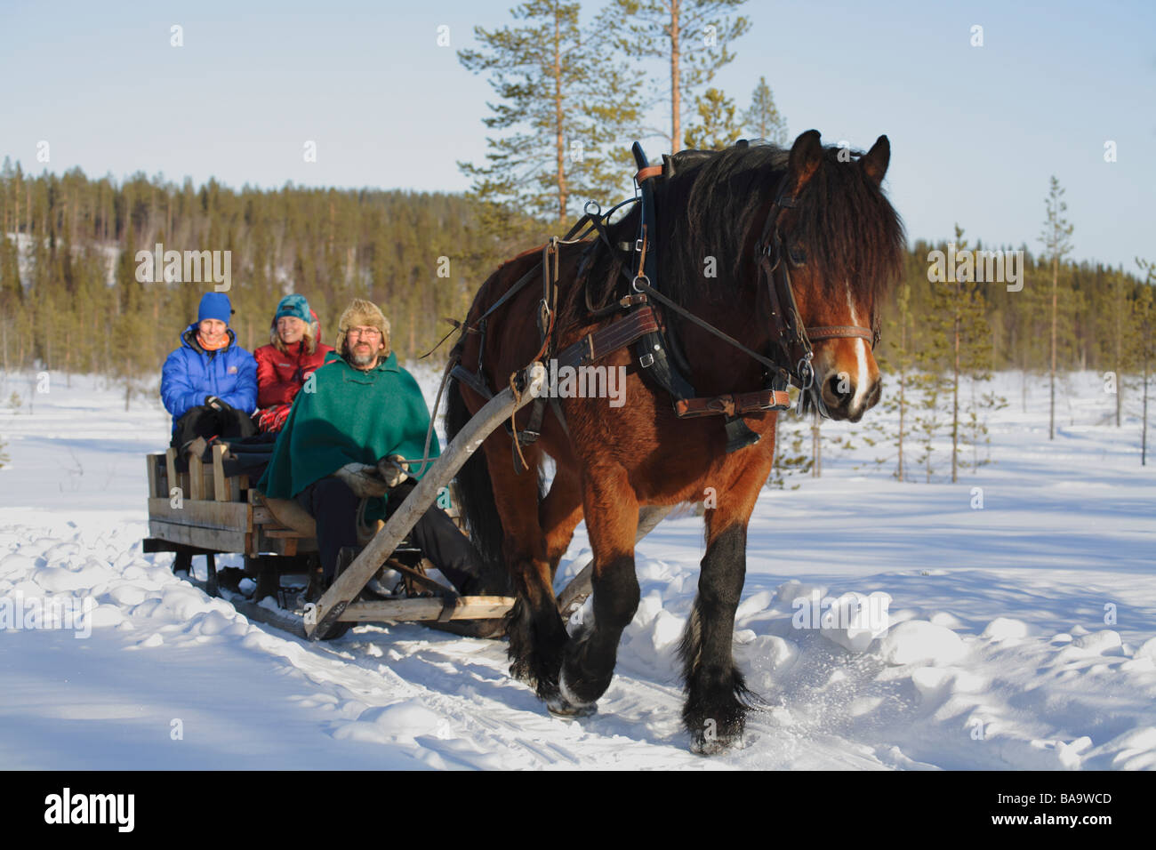A horse with a sledge Sweden Stock Photo - Alamy