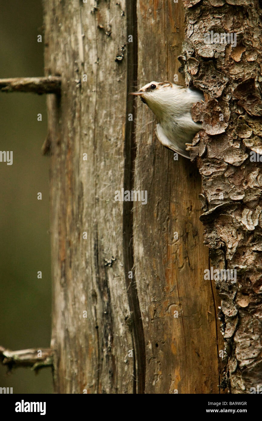 Brown creeper nest hi-res stock photography and images - Alamy
