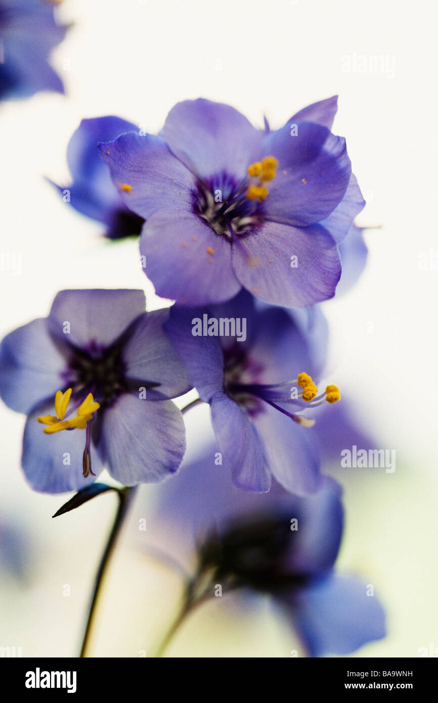 A flower, Sweden Stock Photo - Alamy