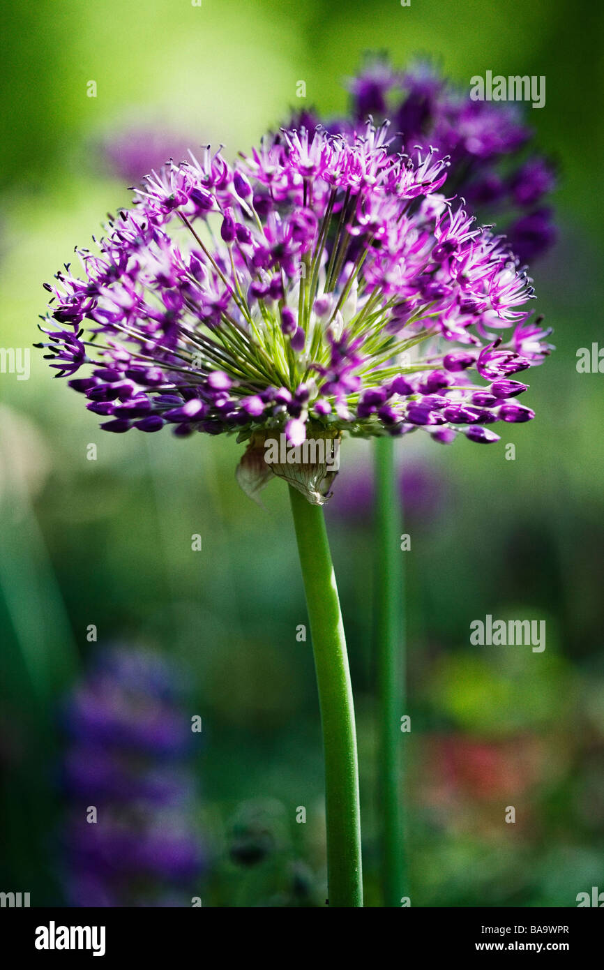 A purple flower, Sweden Stock Photo - Alamy