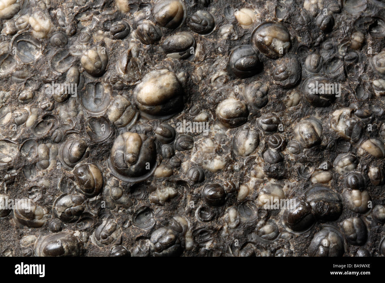 Trilobites hi-res stock photography and images - Alamy