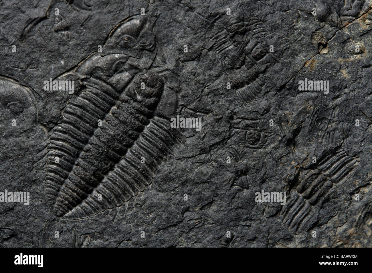 Trilobites hi-res stock photography and images - Alamy