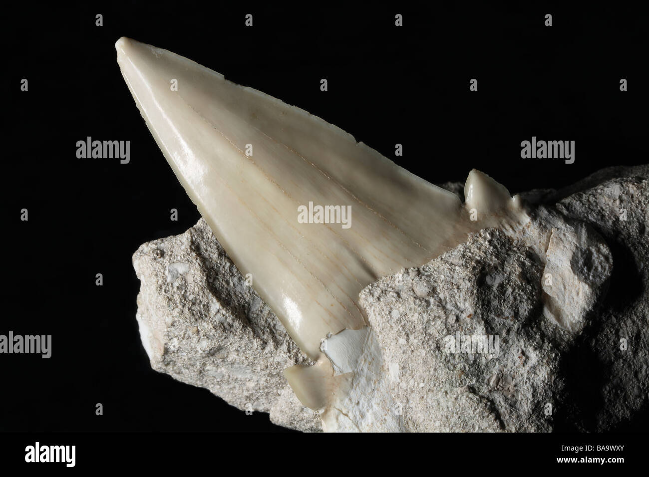 Fossil shark teeth hi-res stock photography and images - Alamy