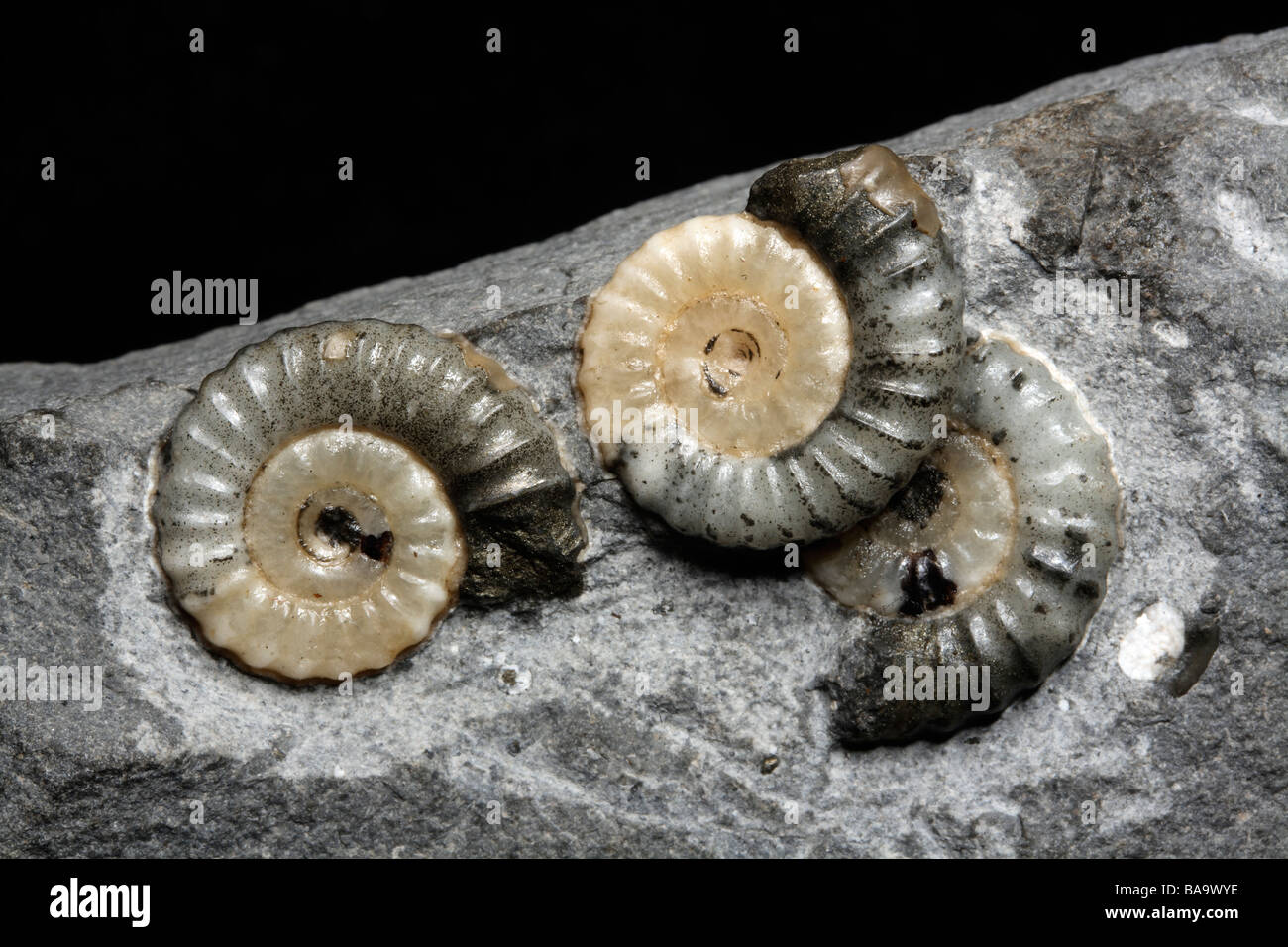 Kingdom of ammonites hi-res stock photography and images - Alamy