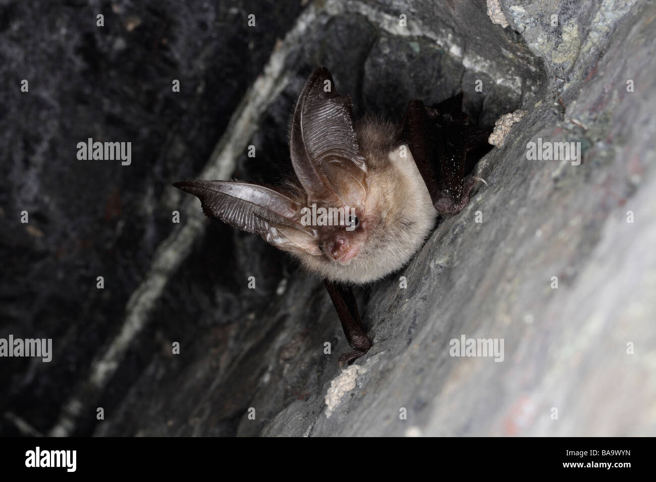 Brown long-eared bat Smaland Sweden Stock Photo - Alamy