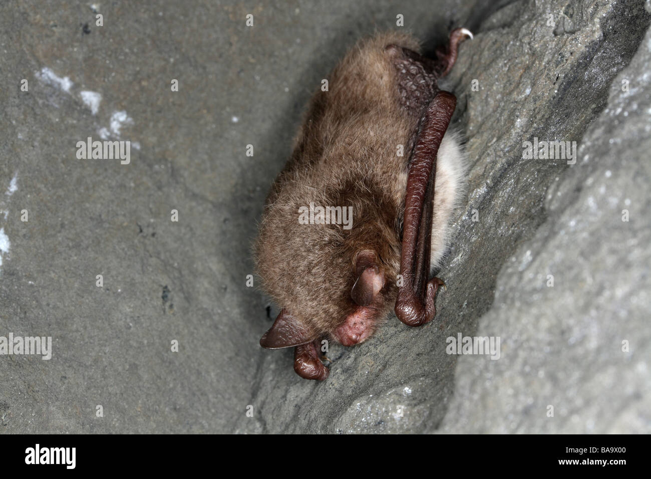 Daubentons bat hi-res stock photography and images - Alamy