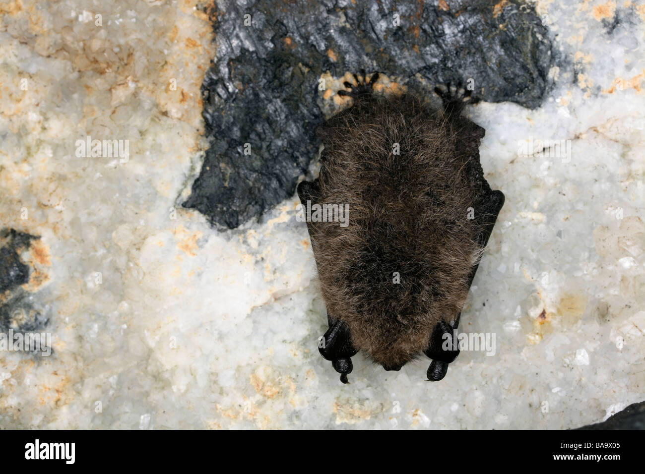 Whiskered bat Smaland Sweden Stock Photo - Alamy