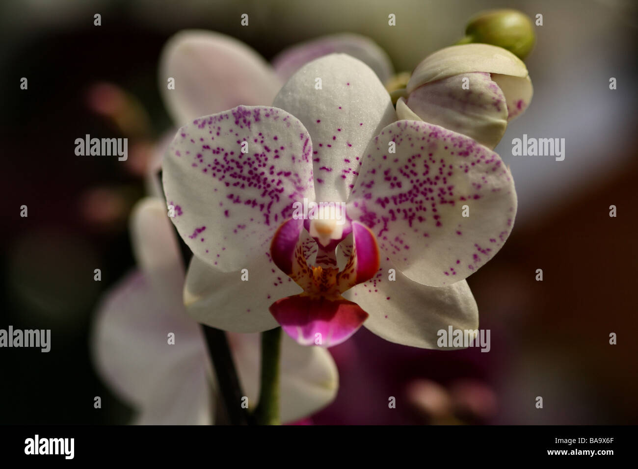 Phalaenopsis Orchid Spotted Purple flower form in close up macro detail ...