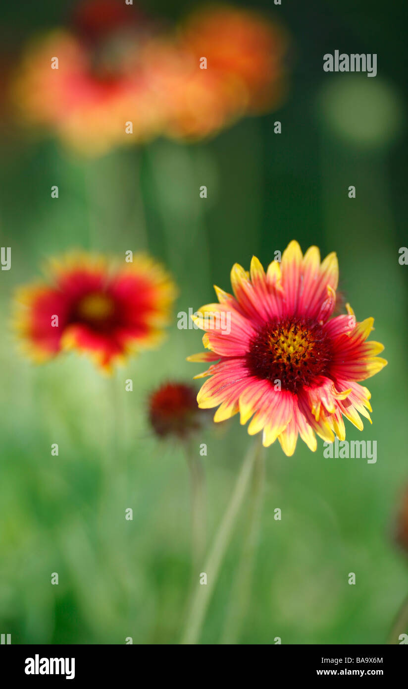 Pretty native flower hi-res stock photography and images - Alamy