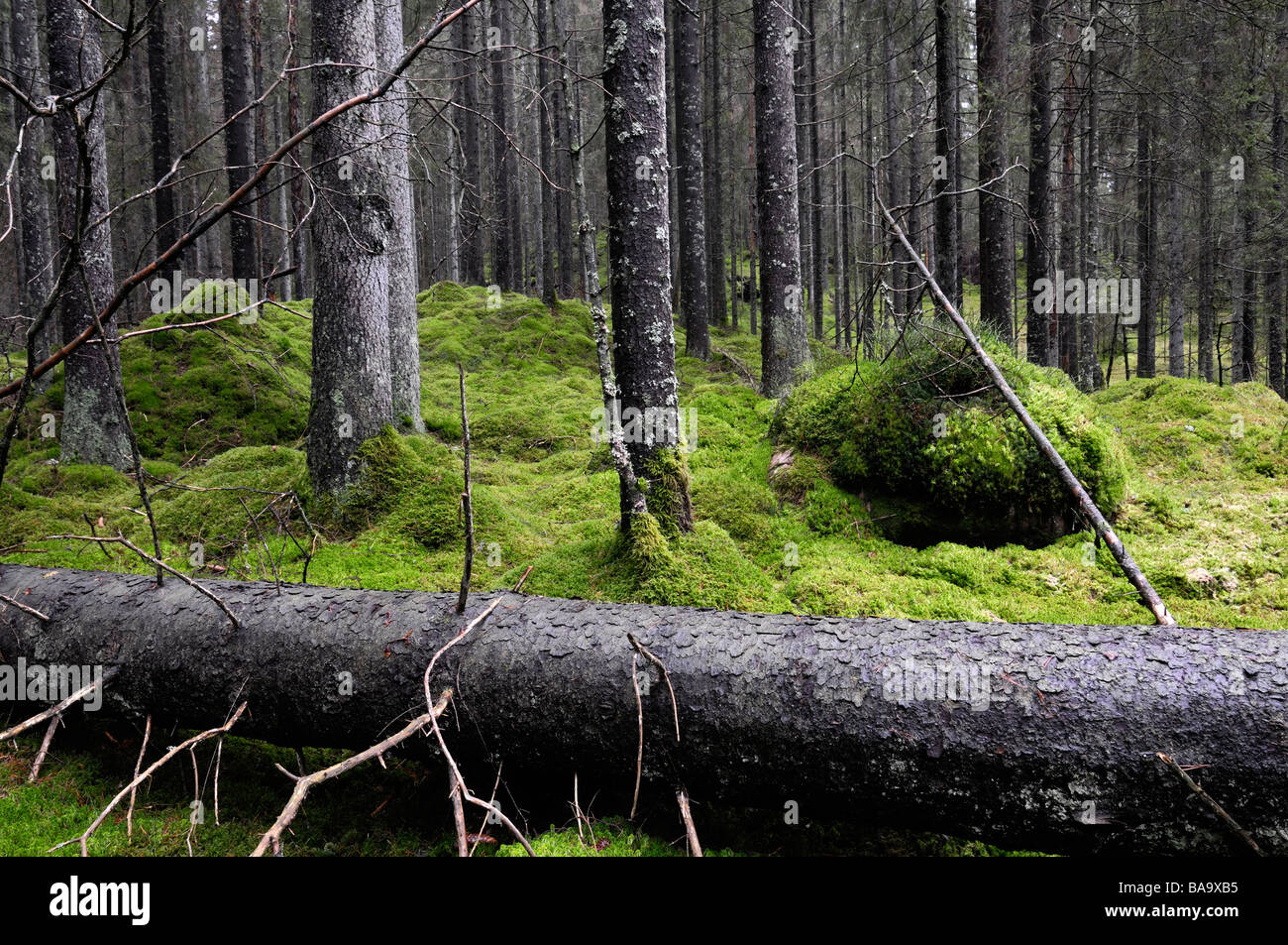 Trees in a forest Sweden Stock Photo - Alamy