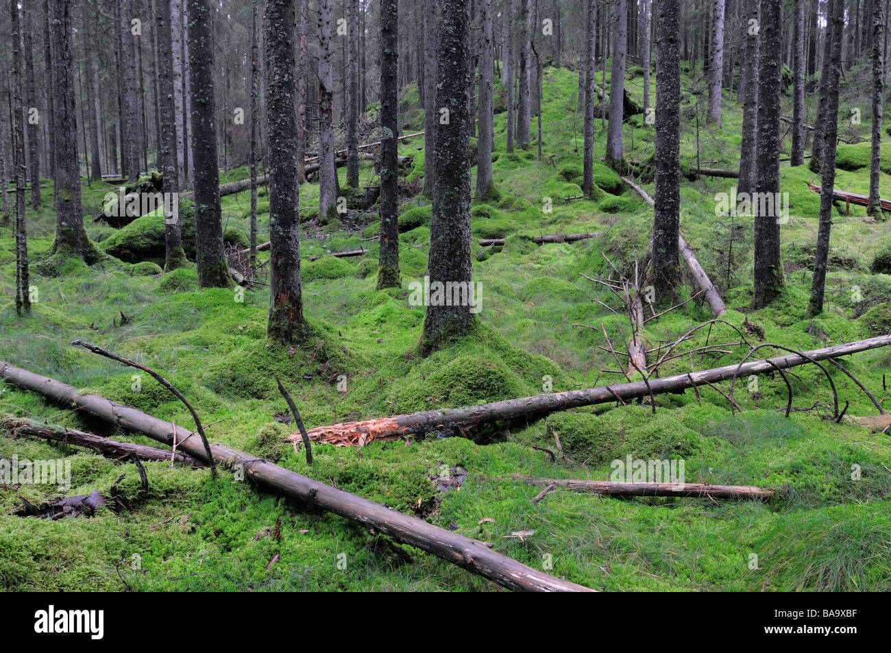 Trees in a forest Sweden Stock Photo - Alamy