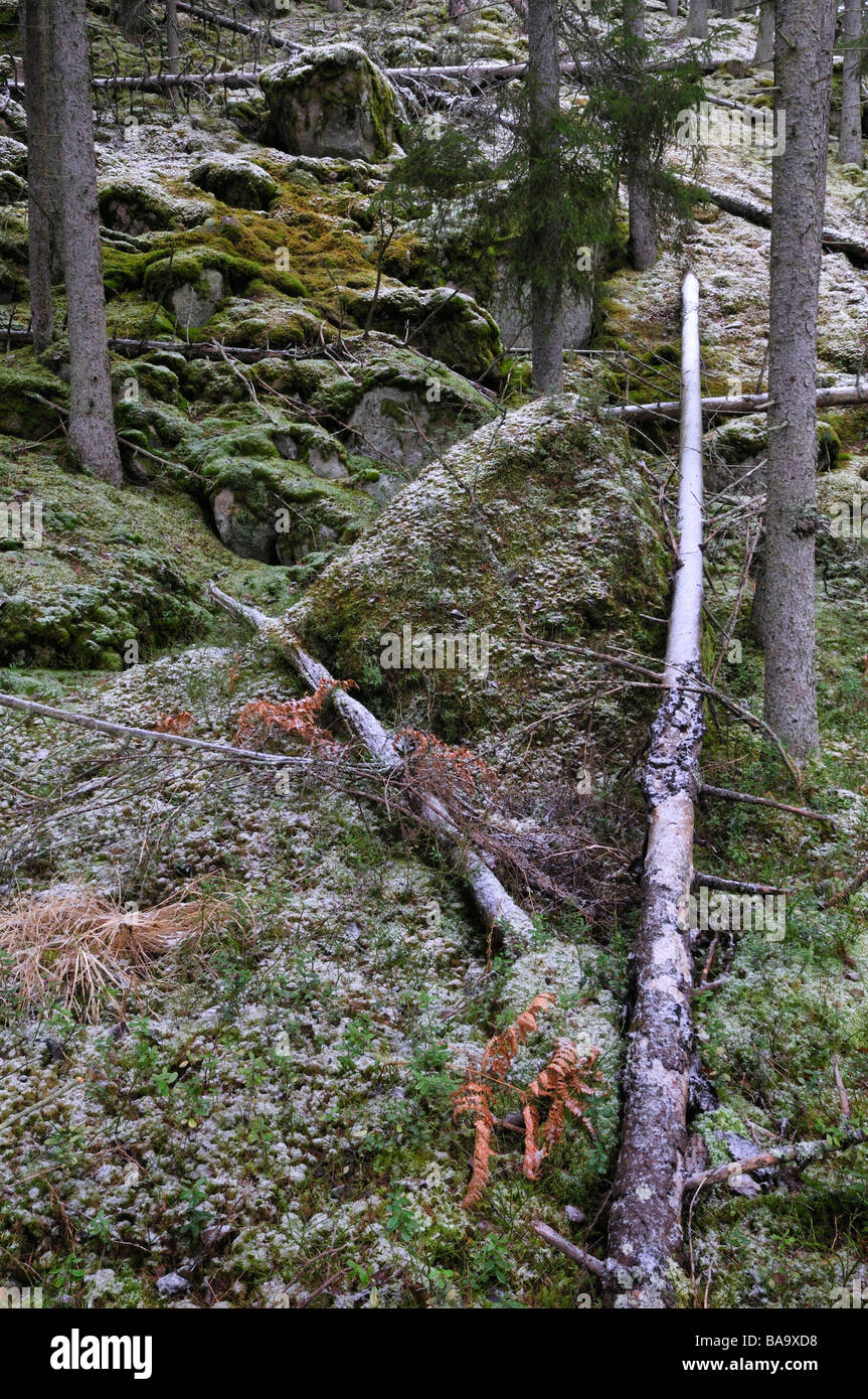 Trees in a forest Sweden Stock Photo - Alamy