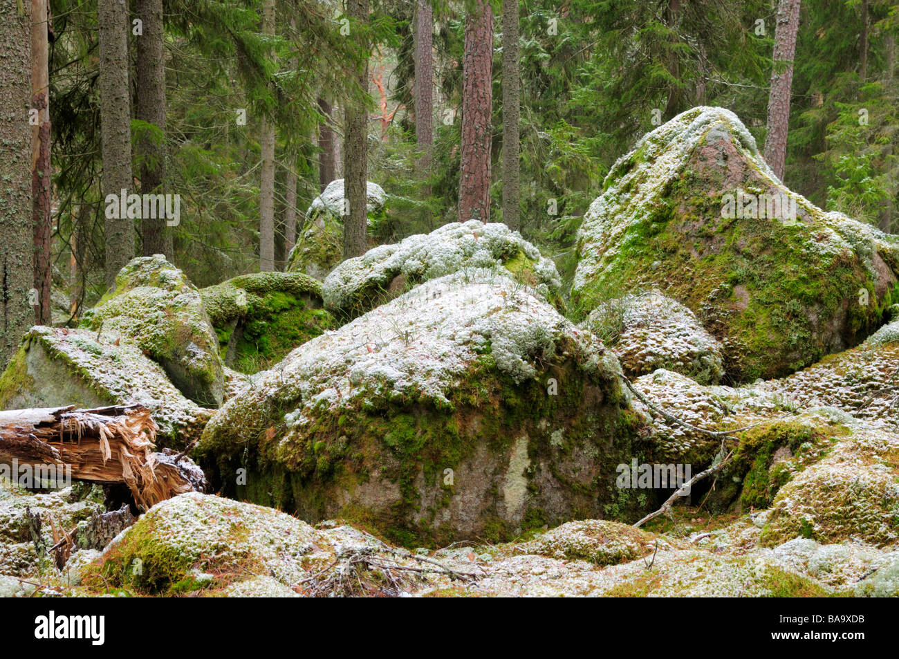 Trees in a forest Sweden Stock Photo - Alamy