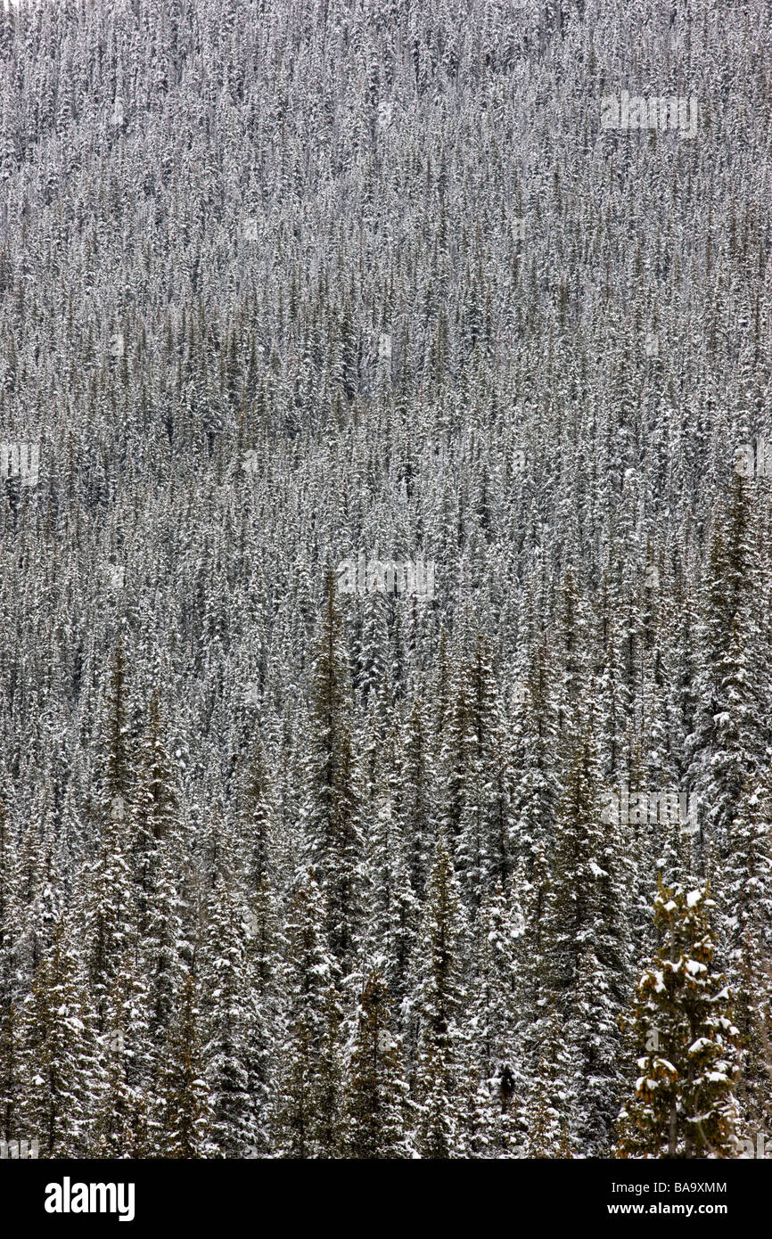 Snow covered mountain with evergreen forest hi-res stock photography ...