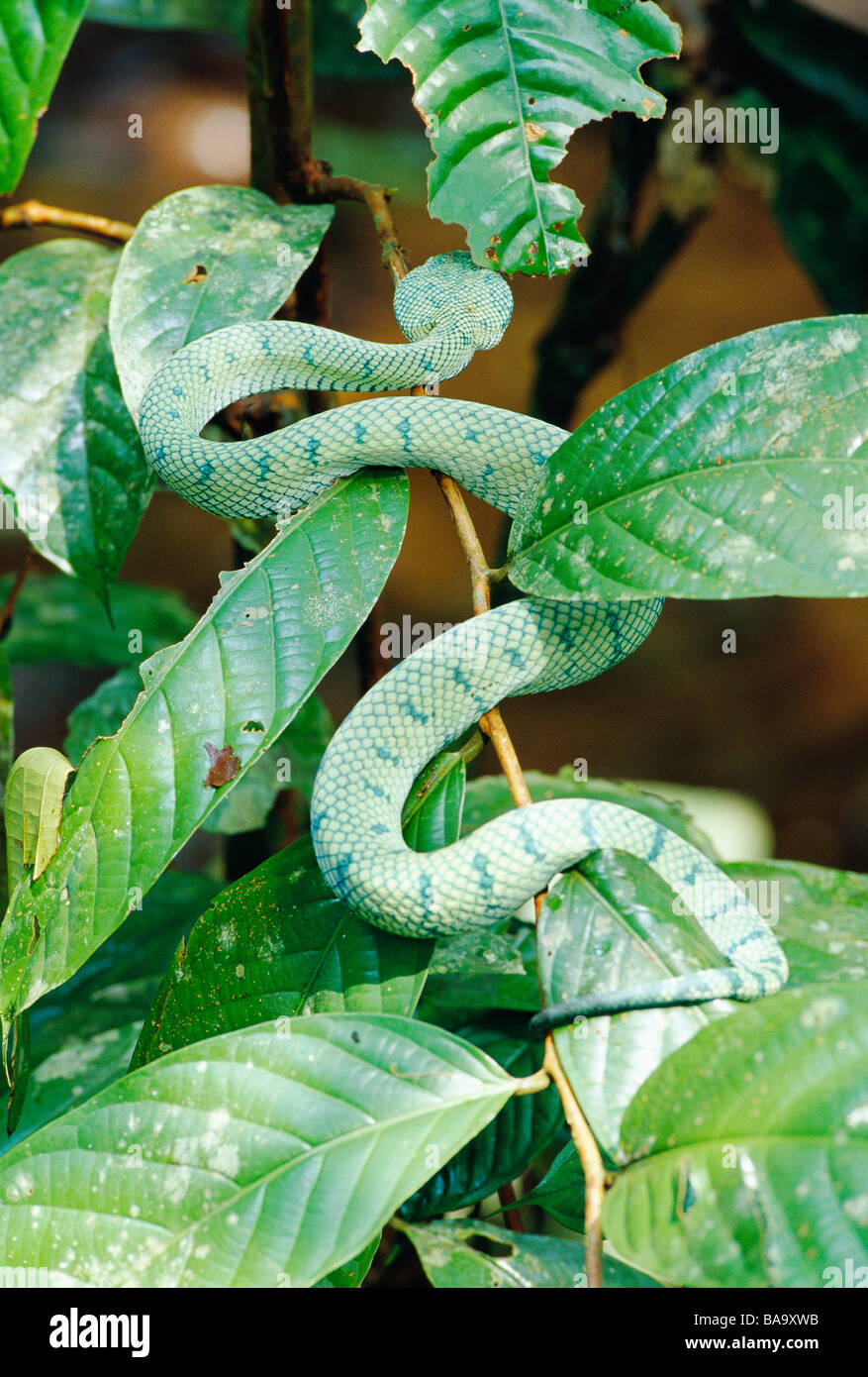 Snakes of malaysia hi-res stock photography and images - Alamy