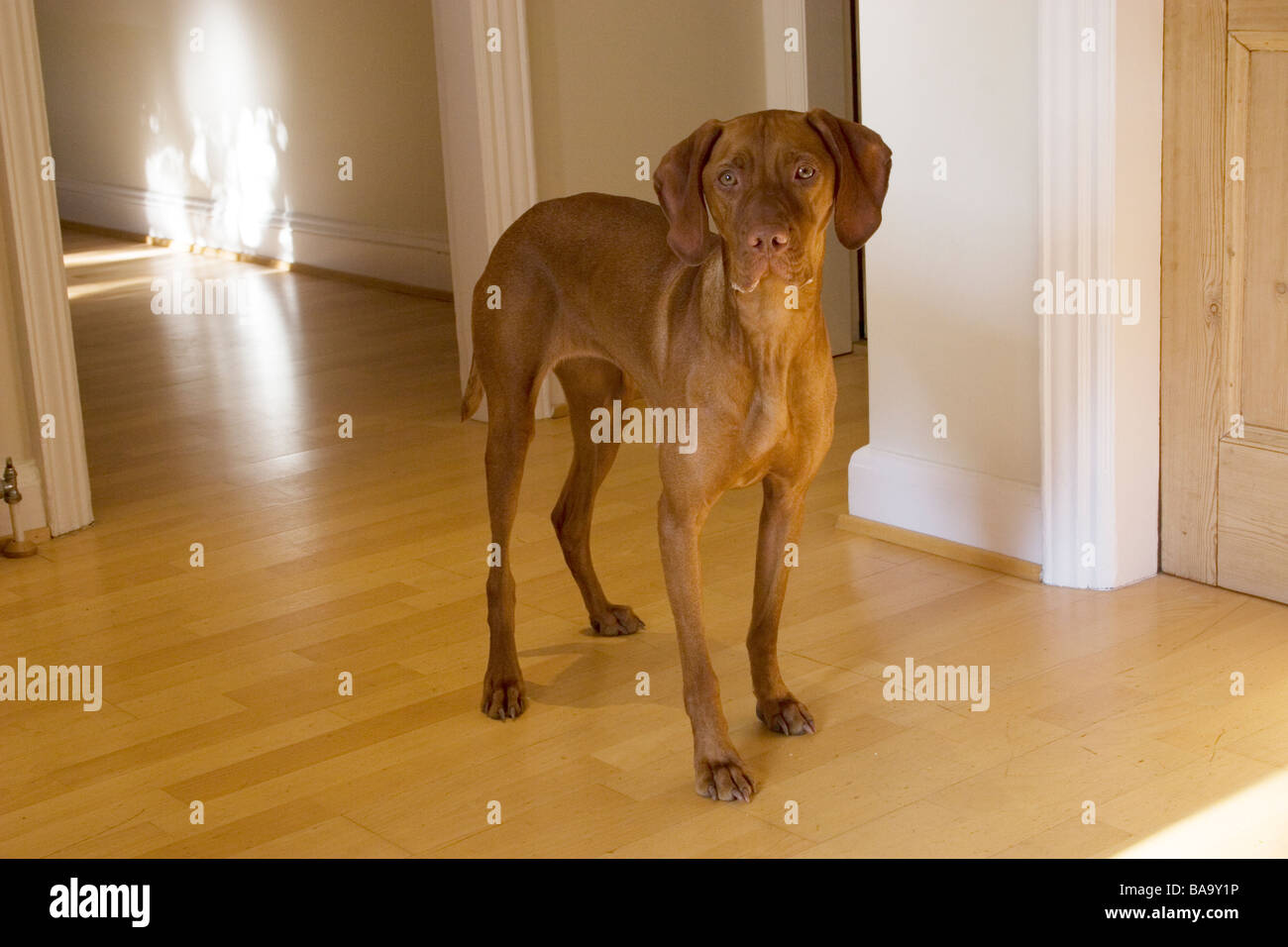 hungarian vizla in house Stock Photo - Alamy