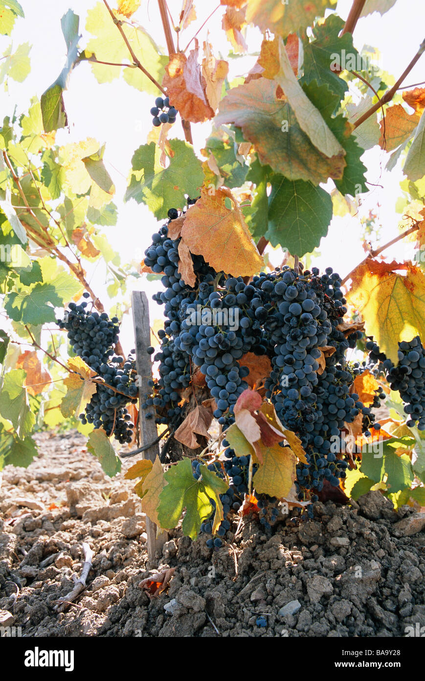 Grape clusters spain hi-res stock photography and images - Alamy