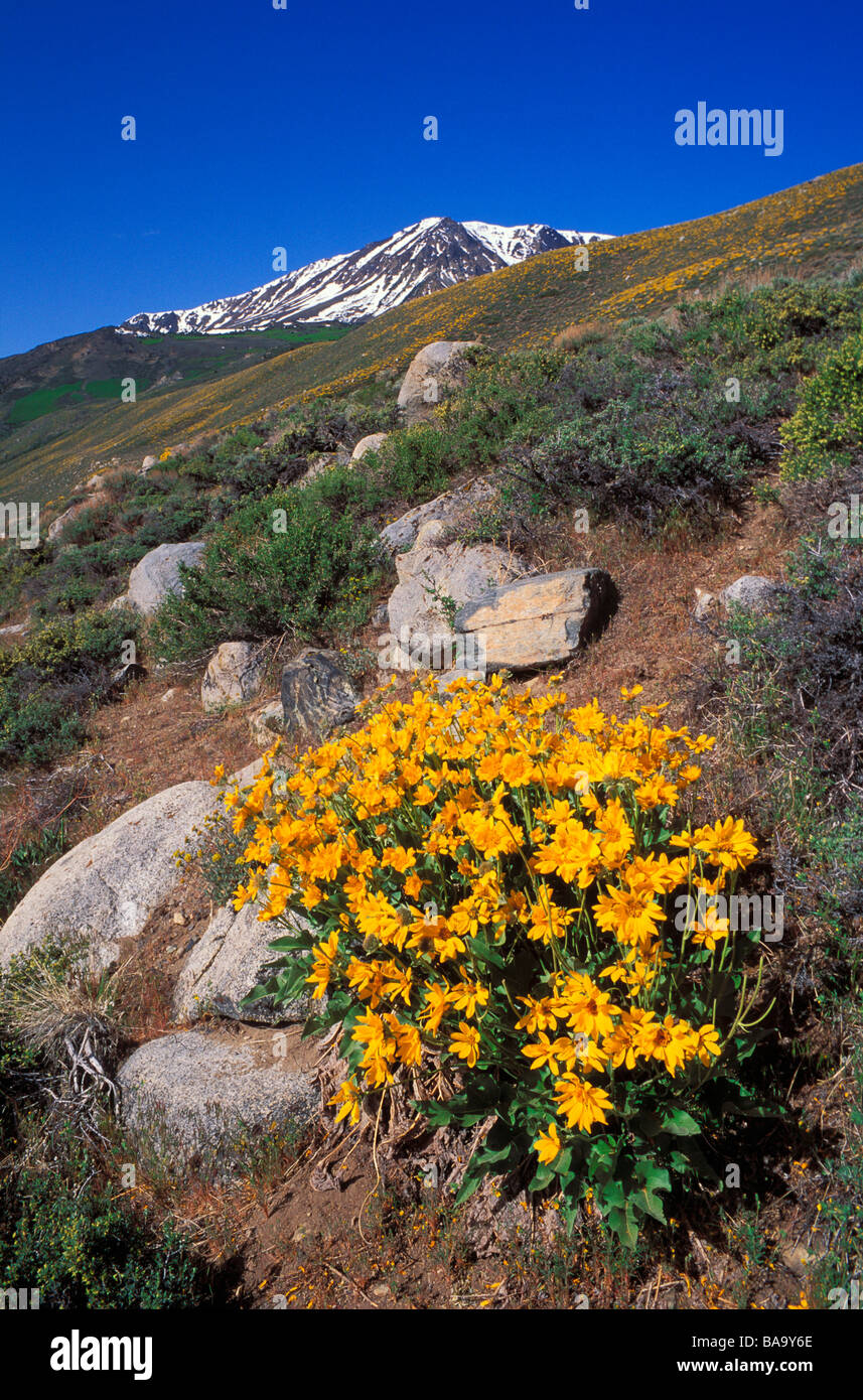 Arrowleaf Balsamroot Balsamorhize sagittata in bloom under snowy Sierra ...