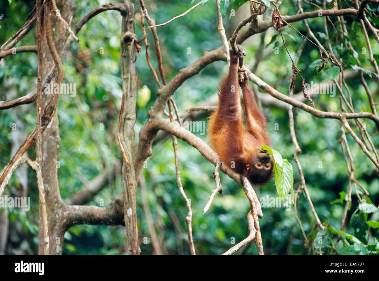 Orangutan hanging on tree branch hi-res stock photography and images ...