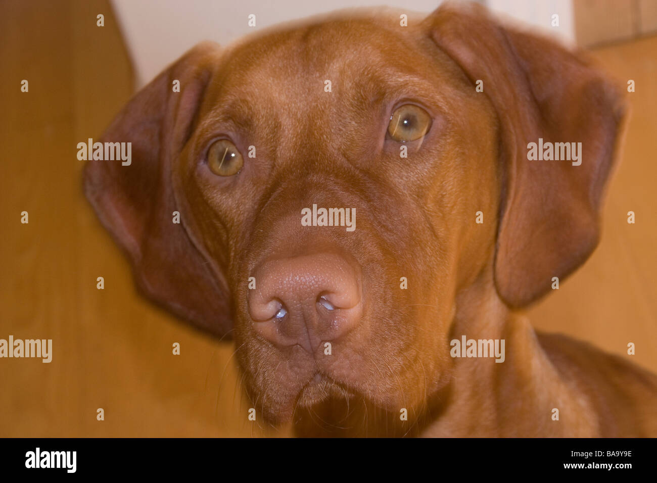 hungarian vizsla in house Stock Photo - Alamy