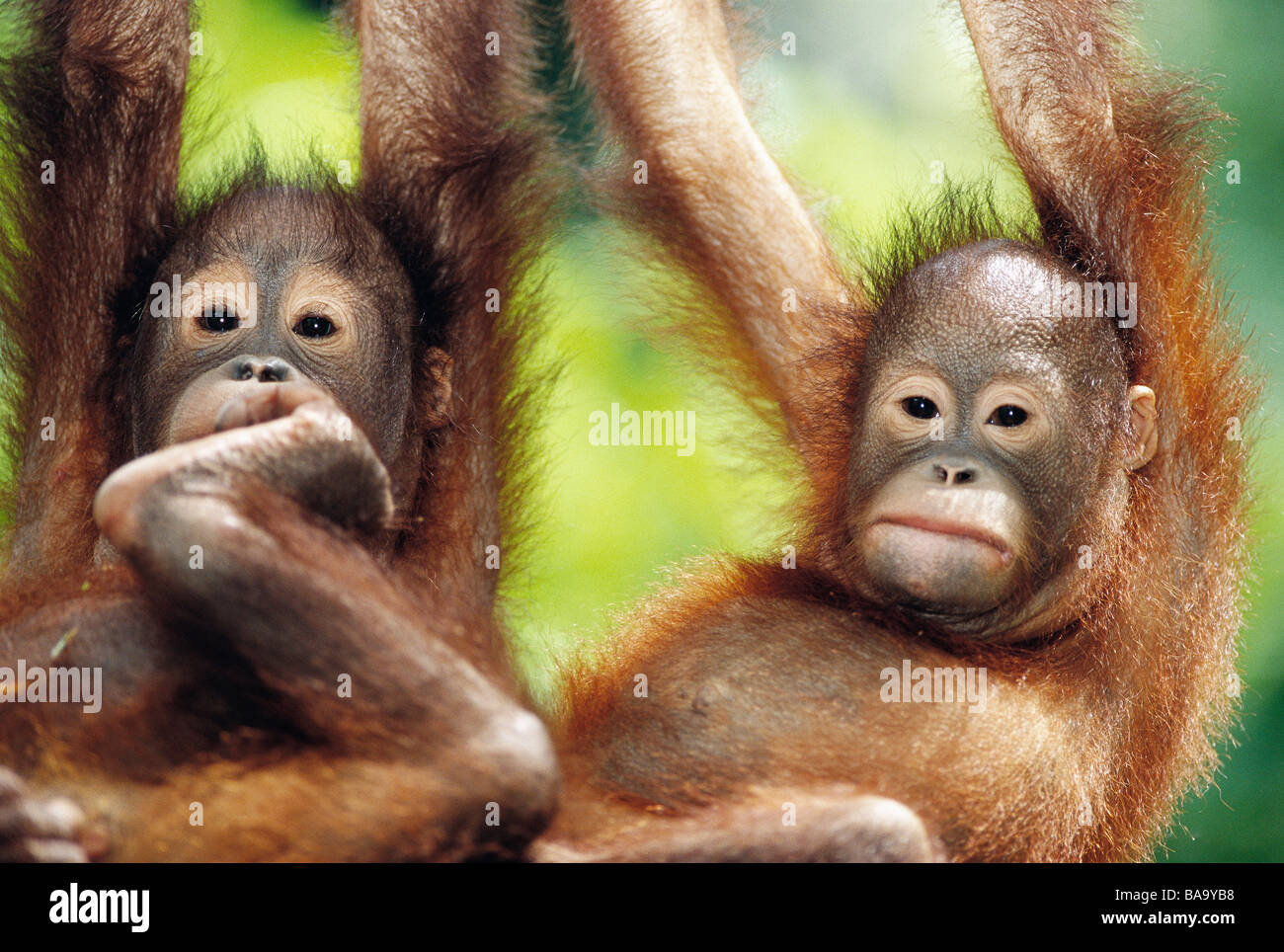 Pongidae vissa hominidae hi-res stock photography and images - Alamy