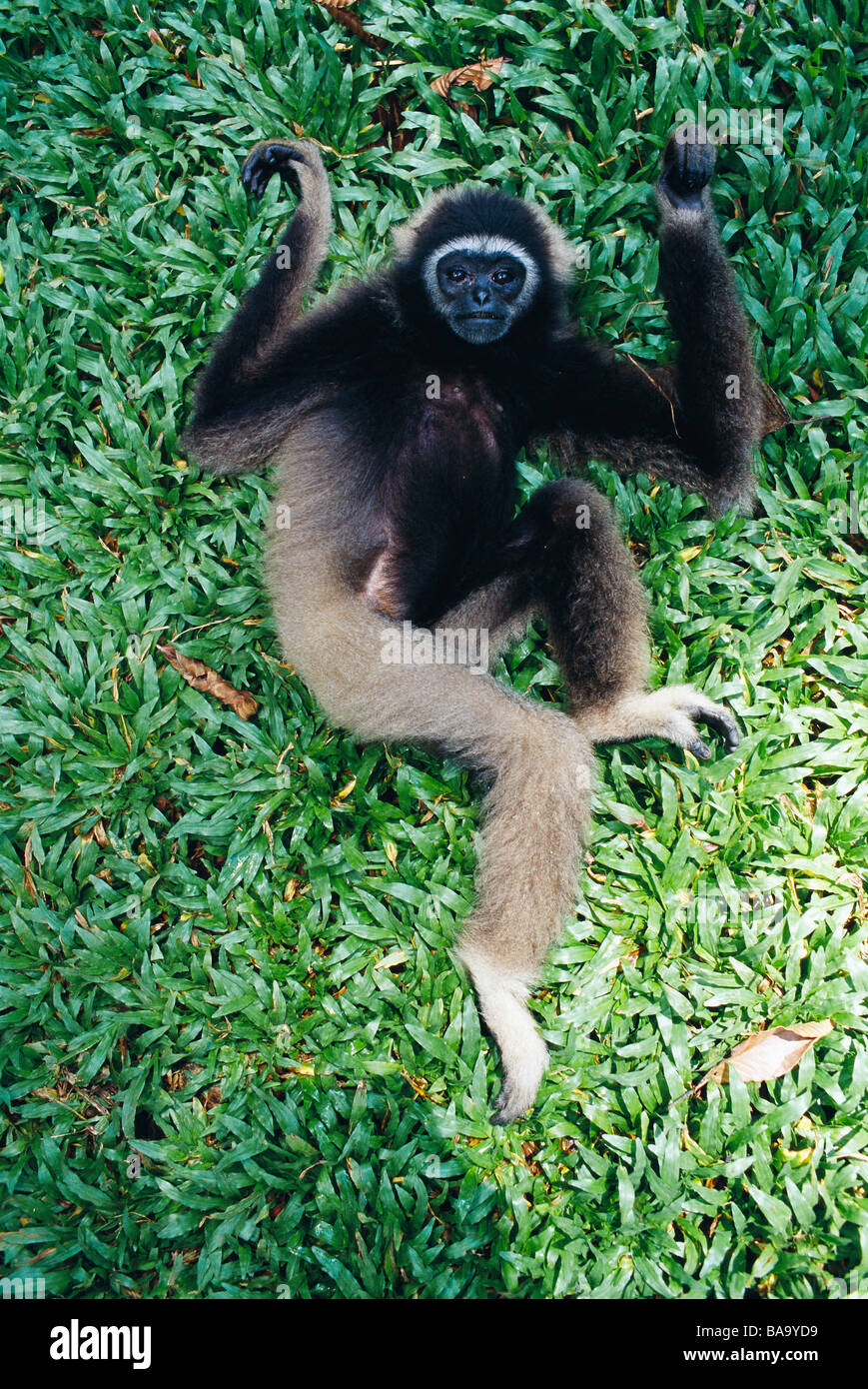 A grey gibbon Borneo Malaysia Stock Photo - Alamy