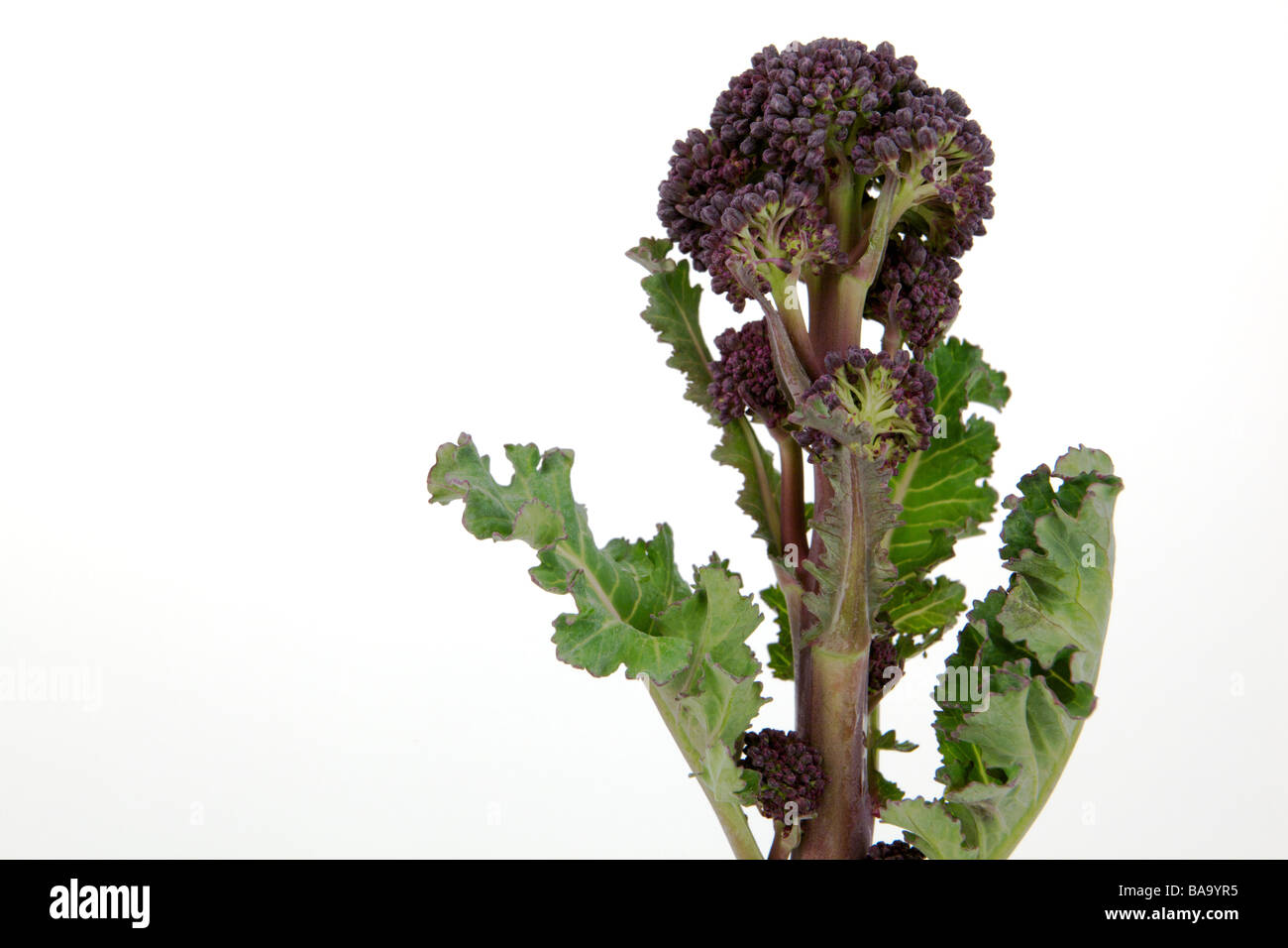 Purple Sprouting Broccoli Stock Photo - Alamy