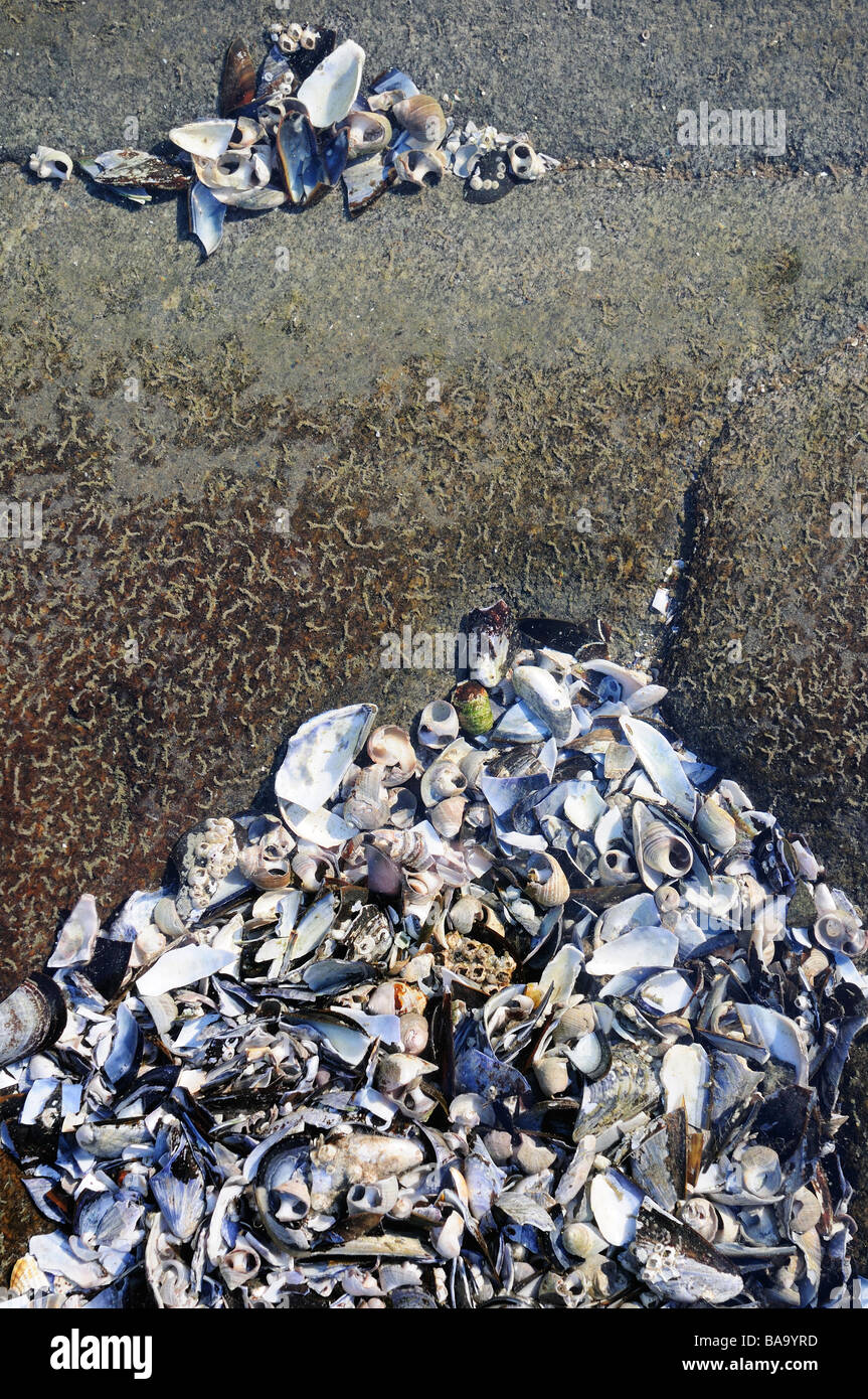 Many sea shells hi-res stock photography and images - Alamy