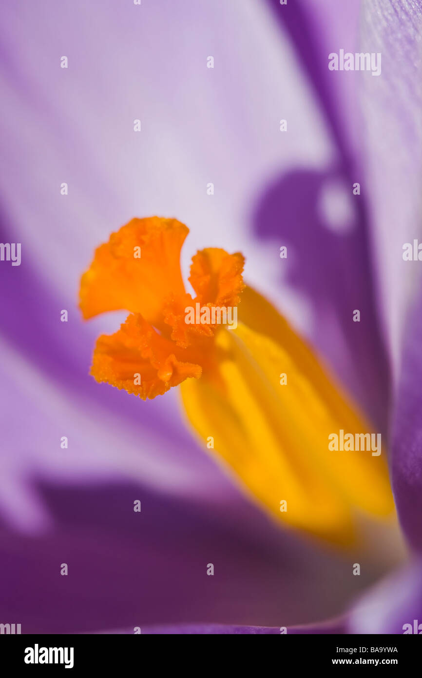 Purple flowering plant flower hi-res stock photography and images - Alamy