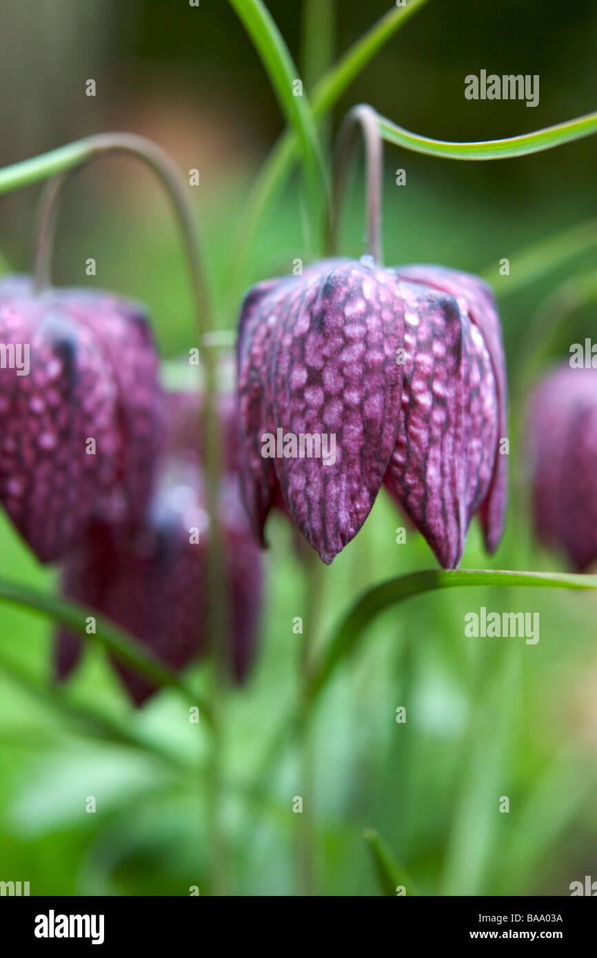 Group of Snakeshead Fritillaries Stock Photo - Alamy