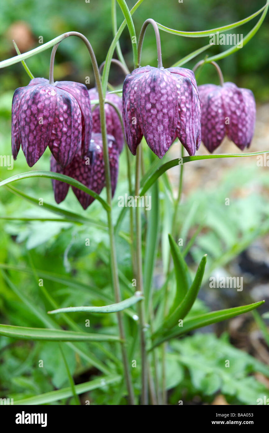 Group of Snakeshead Fritillaries Stock Photo - Alamy