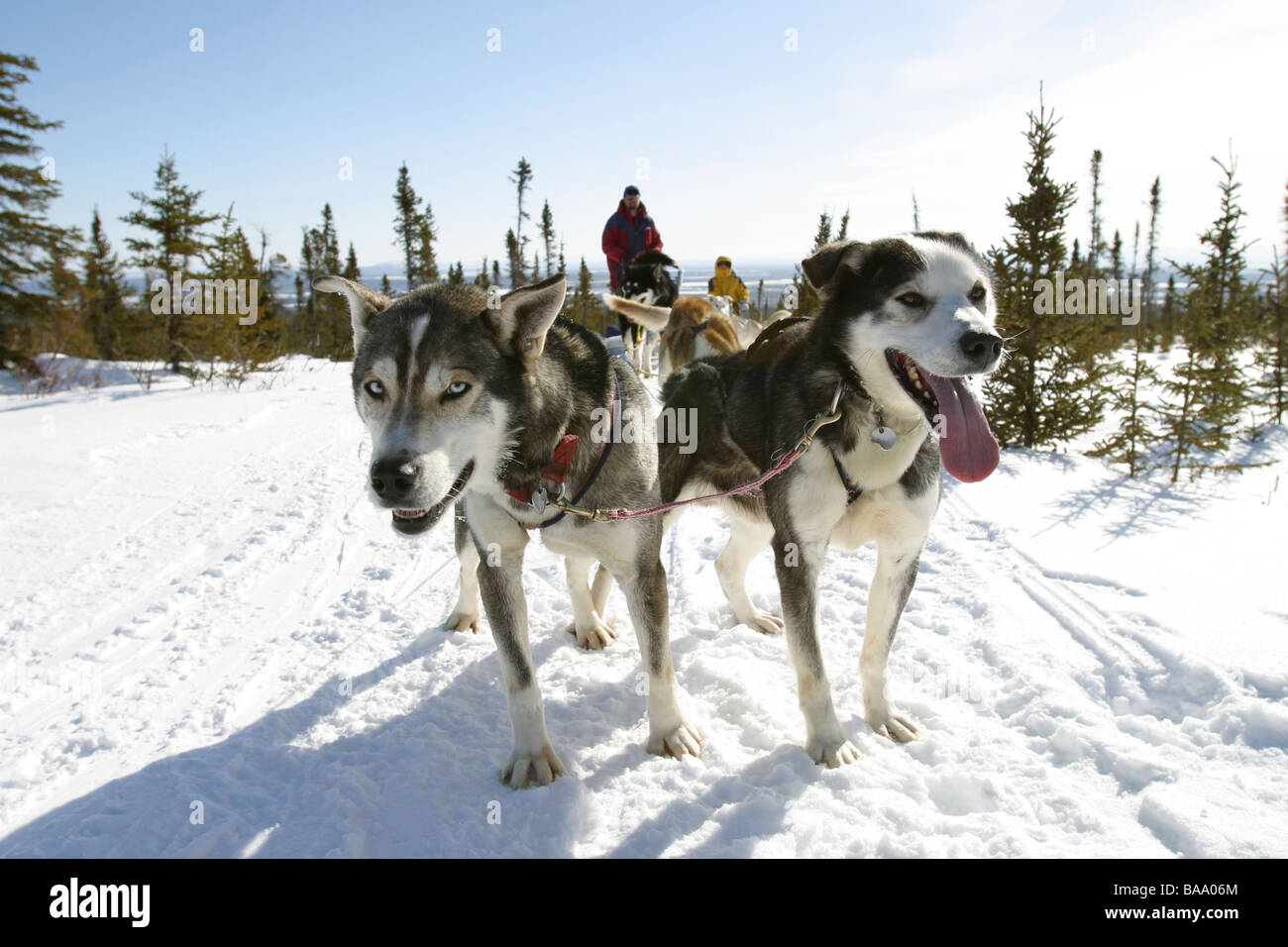 Vuntut gwitchin first nation hi-res stock photography and images - Alamy