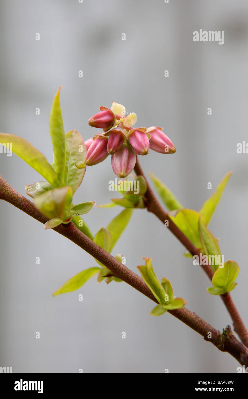 blueberry flowers in bud Stock Photo - Alamy