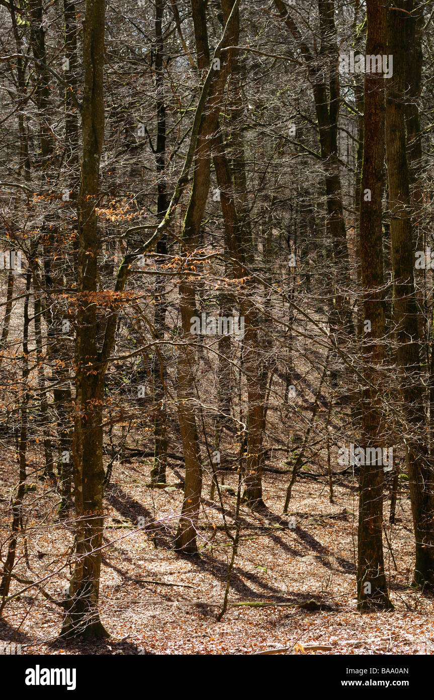 Beech wood in hi-res stock photography and images - Alamy