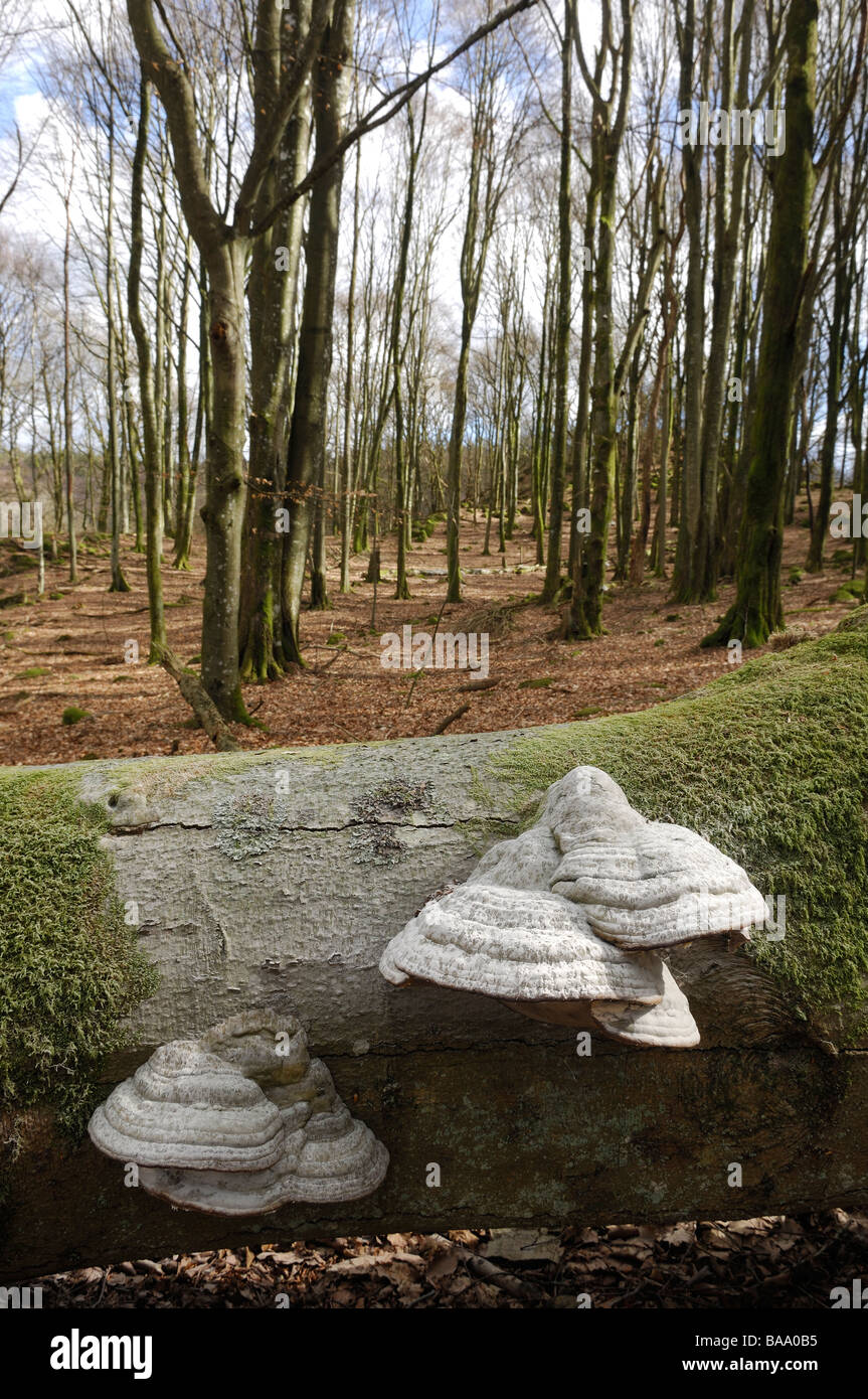 Polyporus on a tree Sweden Stock Photo - Alamy