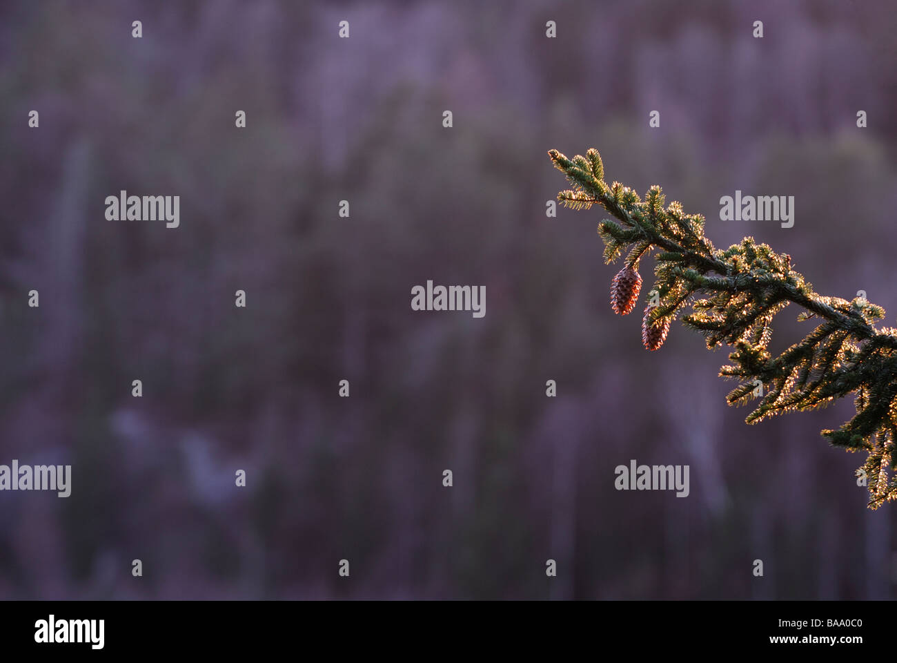 Cones on a spruce fir Sweden Stock Photo - Alamy