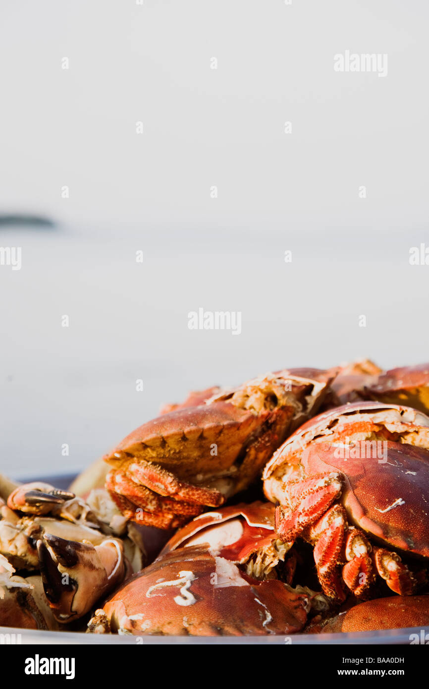 Shell fish buffet Stock Photo - Alamy